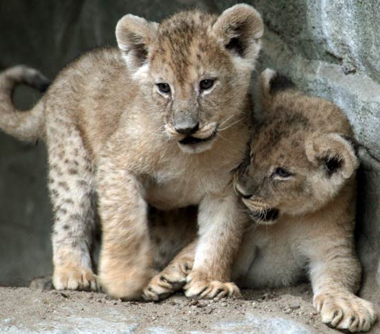 Foto: 131006 - Cachorros León | 24 horas en fotos