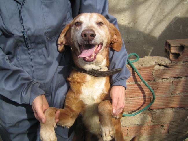 Ponen sanos y salvos a 10 perros rescatados de una casa en Torre Baró