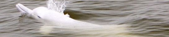 Los científicos creen extinguido el delfín 'baiji', el único de agua ...
