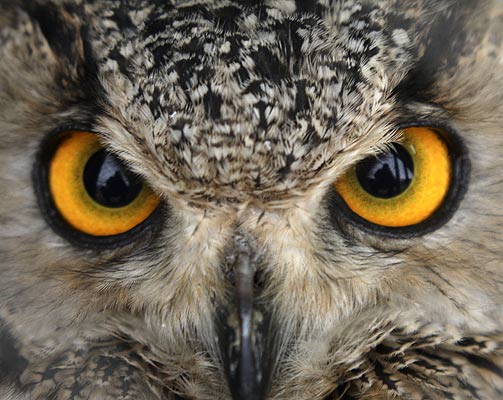 Buho ojos - Imagui