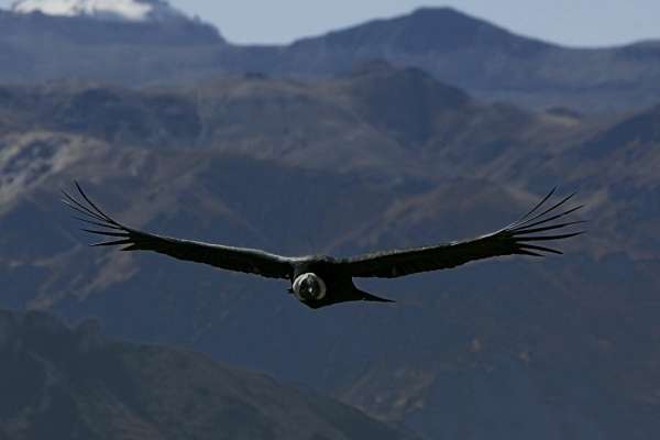 El cóndor de los Andes, el gigante del cielo, está al borde de la extinción