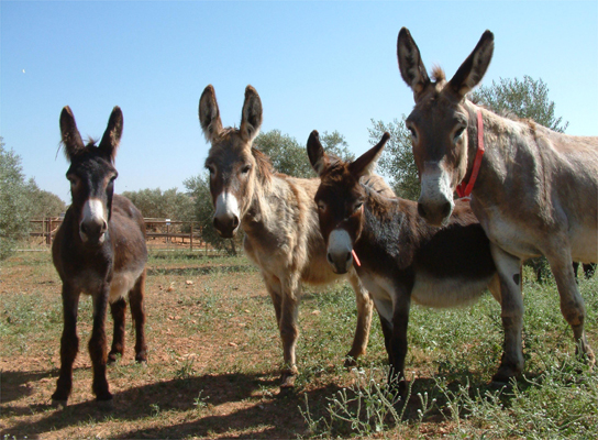 Fotos de burritos animales - Imagui