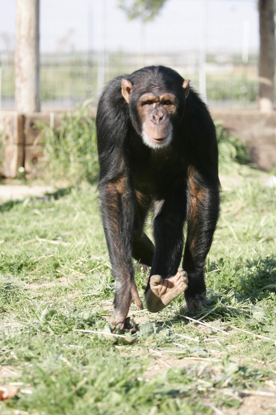 India usará a 40 hombres vestidos de mono para echar a los primates del ...