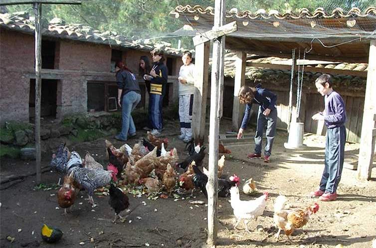 Entre tomates, vacas y gallinas