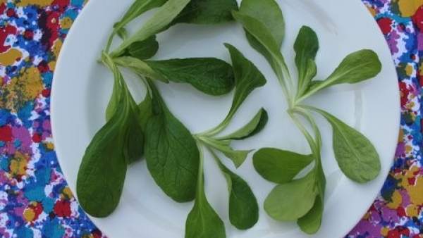 Fotos: Lechugas, variedad de sabores y colores | Imágenes