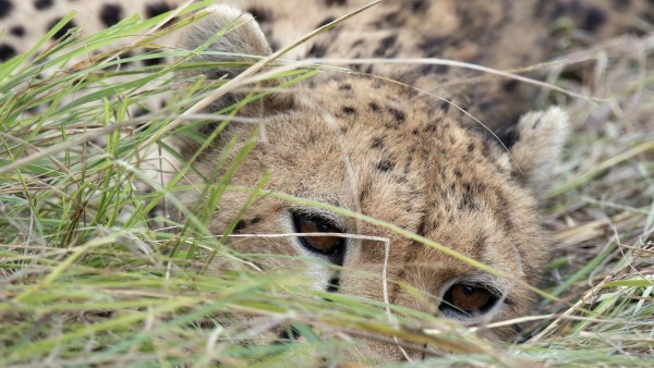 Fotos: Las mejores fotos de fauna salvaje | Imágenes