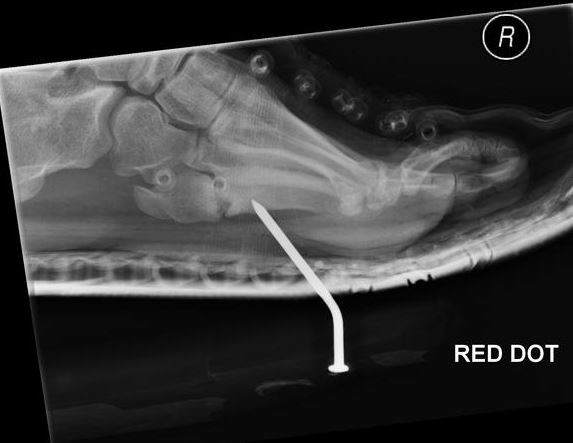 Radiólogos de todo el mundo comparten las radiografías de sus casos más ...