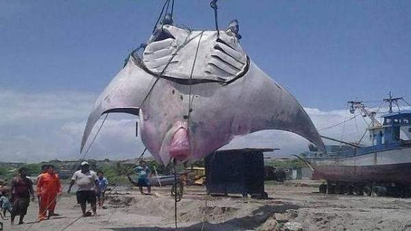 Una mantarraya de unos 1.000 kilos fue capturada en el norte de Perú