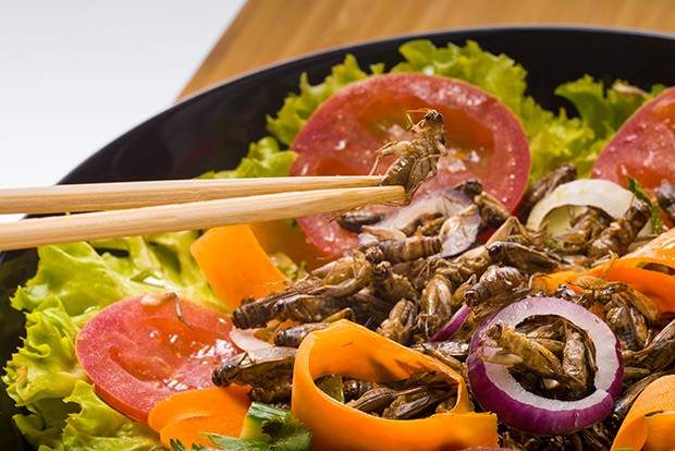 Insectos comestibles, una industria con mucho futuro