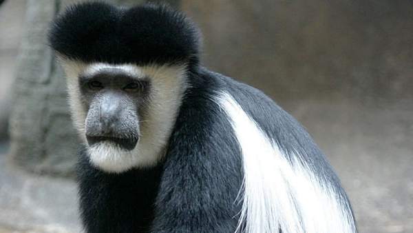 Algunas crías de monos se desarrollan más rápido para evitar ser ...