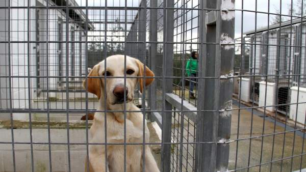 Importancia de los Refugio de Animales