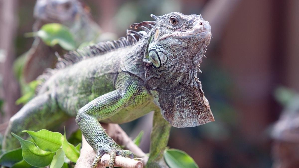 Torturan hasta la muerte a una iguana después de que Florida animara a ...
