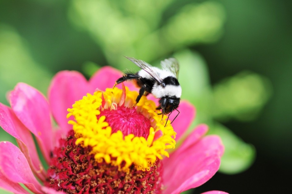 Las plantas tienen que hacer vida social para conservar la biodiversidad