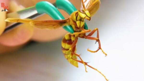 Así es la picadura de la avispa verdugo, la más dolorosa del mundo